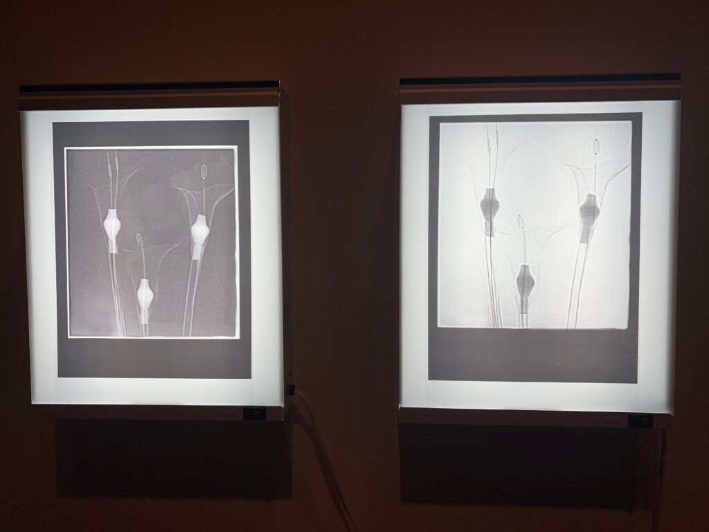 Internationally Acclaimed Artist JEFRË Stages Solo Exhibit