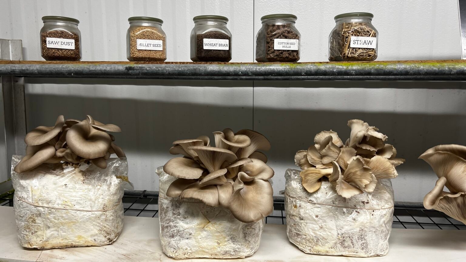 Kennett Square: Exploring the Mushroom Capital of the World