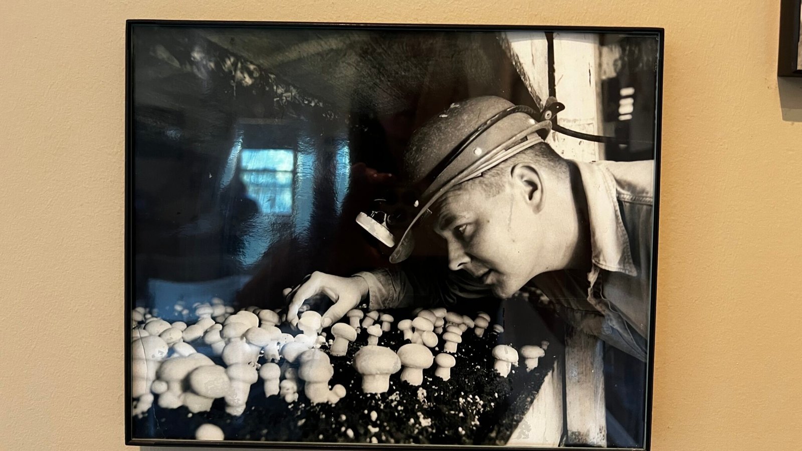 Kennett Square: Exploring the Mushroom Capital of the World