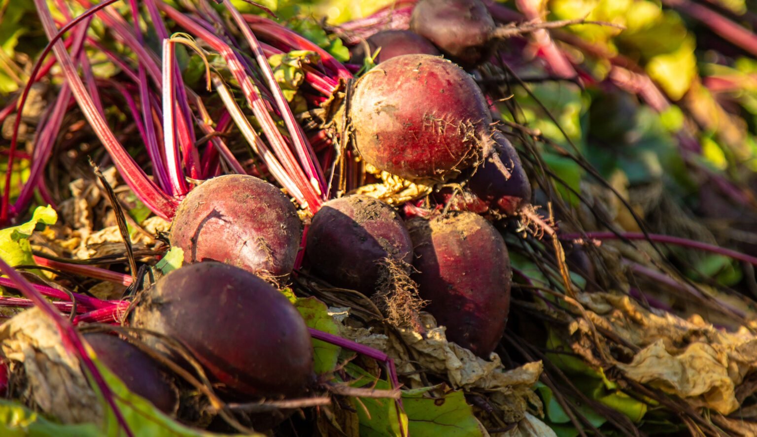 Beet Seeds: Planting, Varieties, Harvest