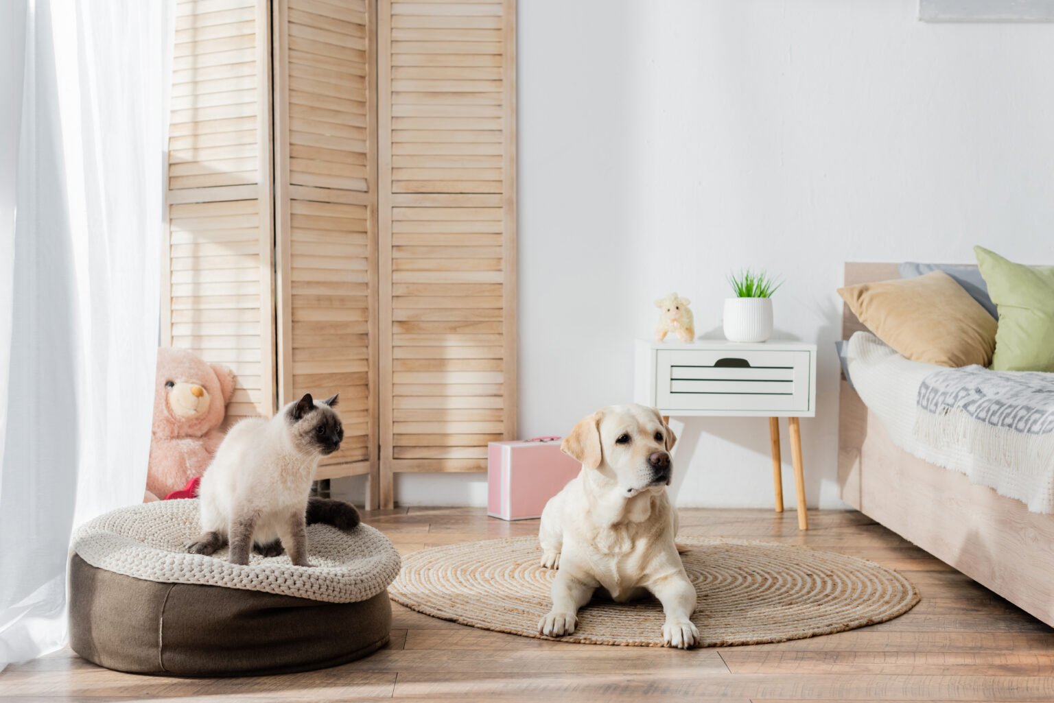 Creating an Organized Pet Zone in Your Home: A Guide for Pet Owners